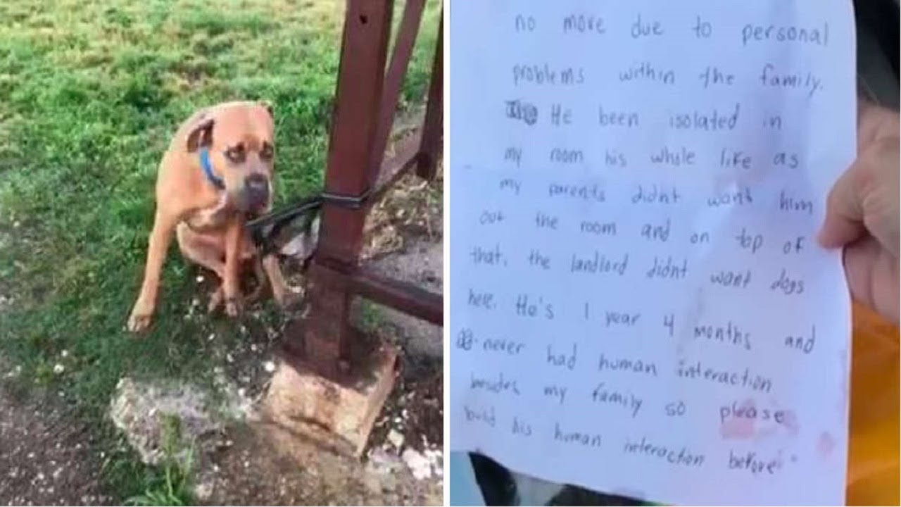 Dog Abandoned And Found Tangled Up In His Leash With The Saddest Note