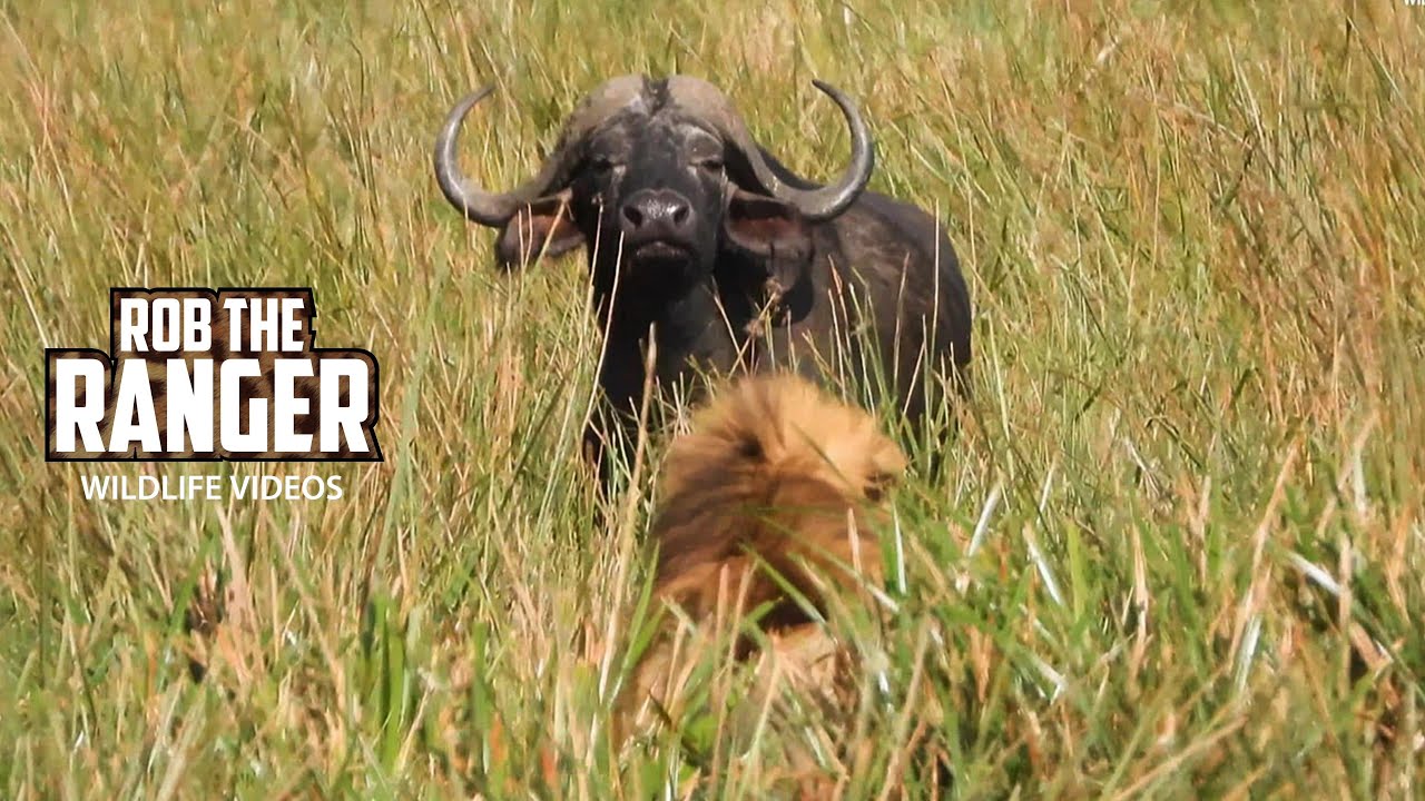 Lions Observe Buffalo Herd in Maasai Mara Safari