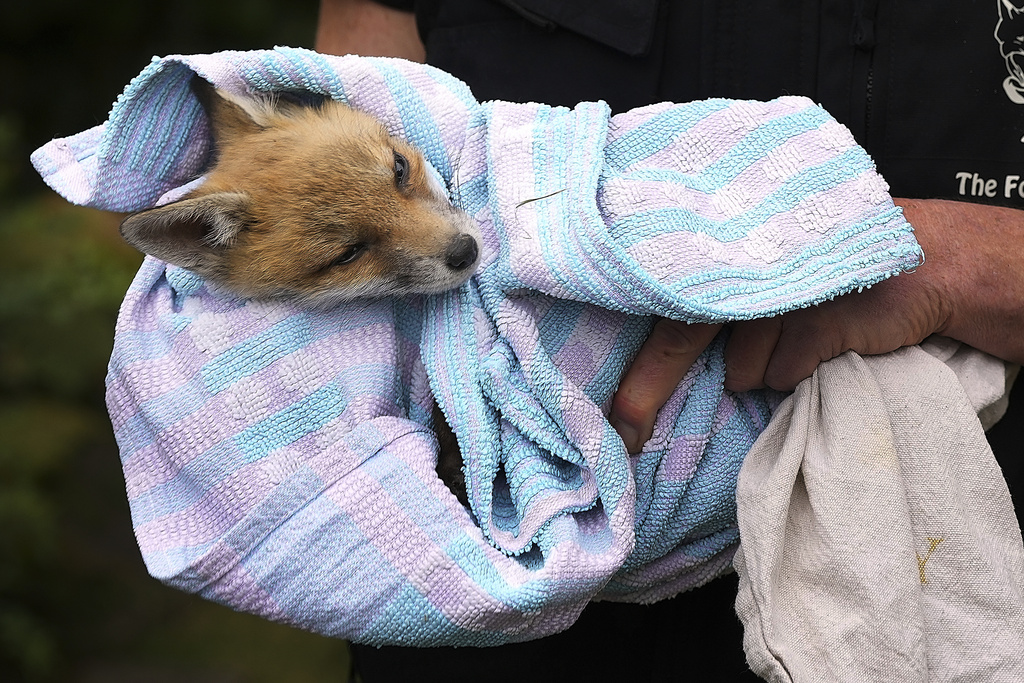 AP PHOTOS: London's red foxes get a lifeline in The Fox Project