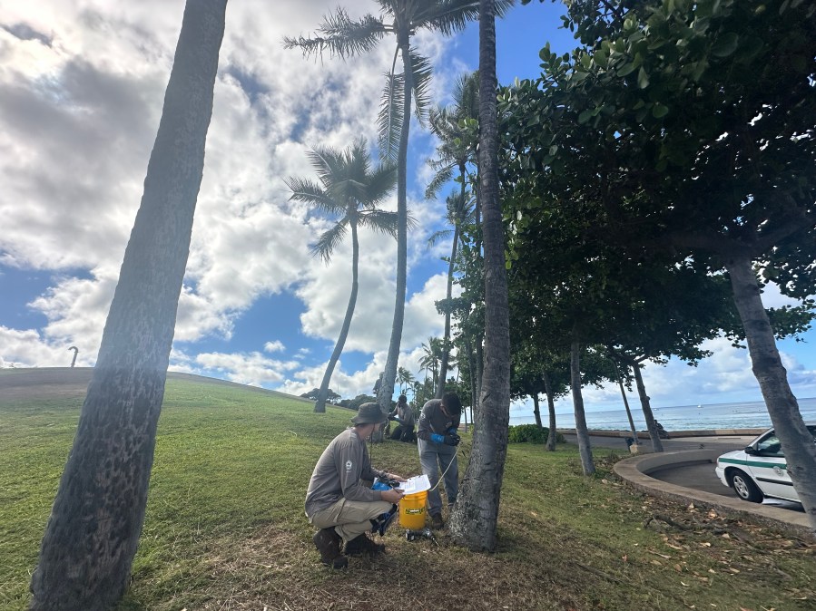 Here’s why workers are injecting pesticides into Honolulu’s coconut palms