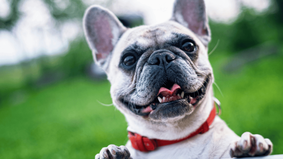 Top 5 calmest dog breeds, according to training expert César Millán