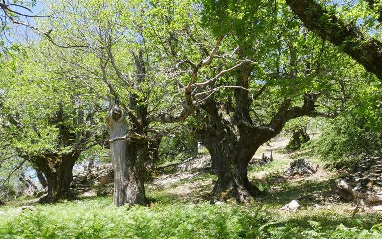 Νέα πνοή στον Καστανόλογγο: Ανακαλύψτε τον αναγεννημένο θησαυρό της ...