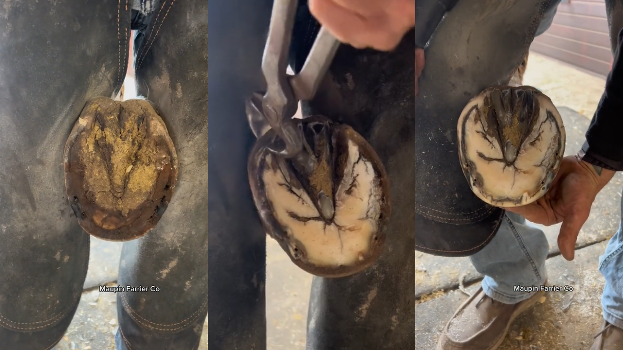 Satisfying Farrier Work: Hoof Trimming and Care