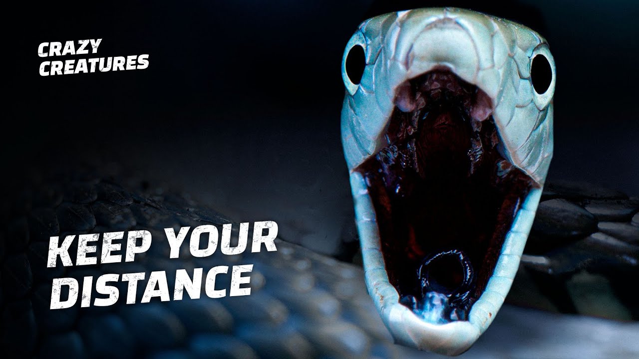 Black Mamba: Speed, Venom, and Pure Fear