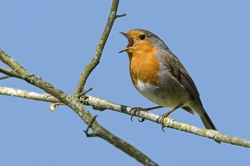 What to feed robins and sparrows in your garden to help them flourish