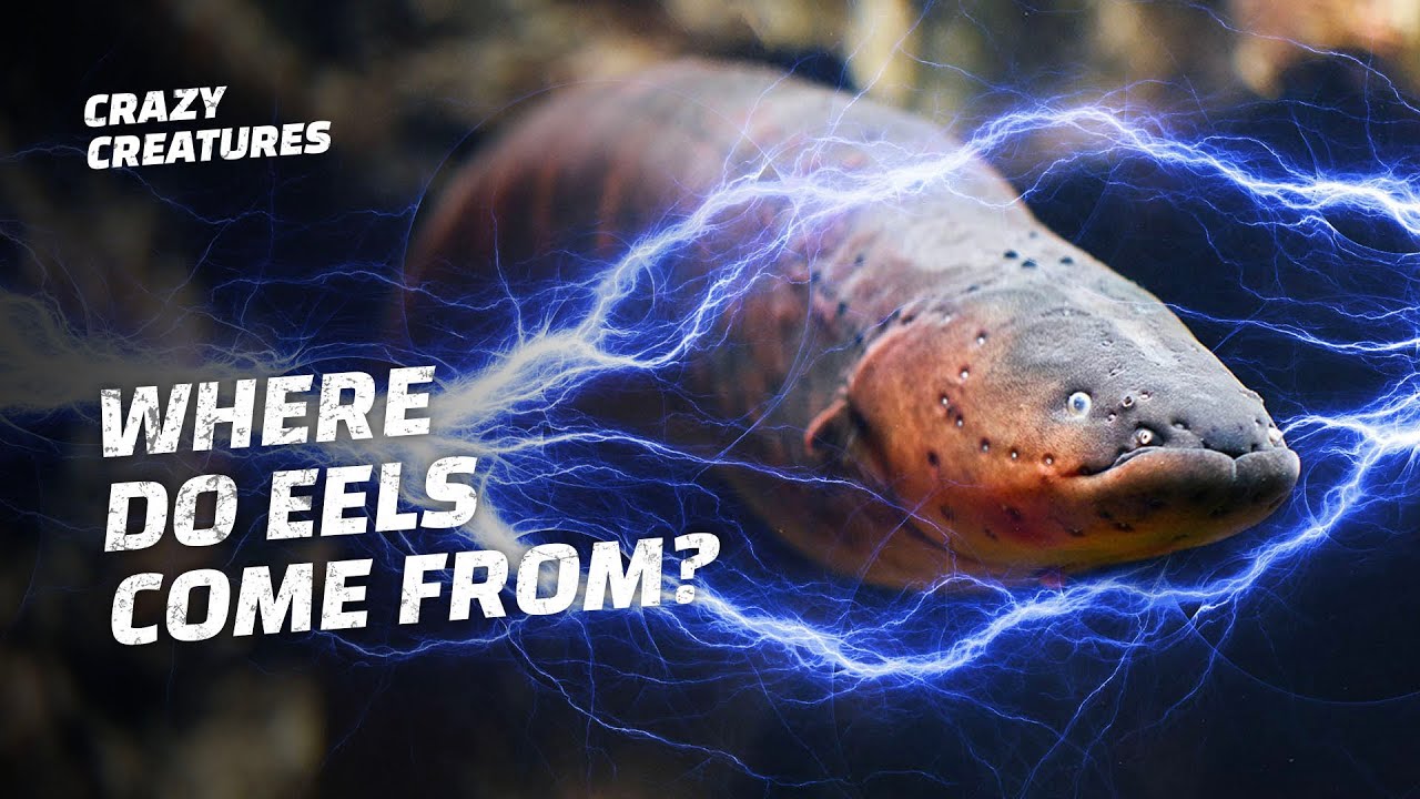 The Mysterious Origin of Eels Explained