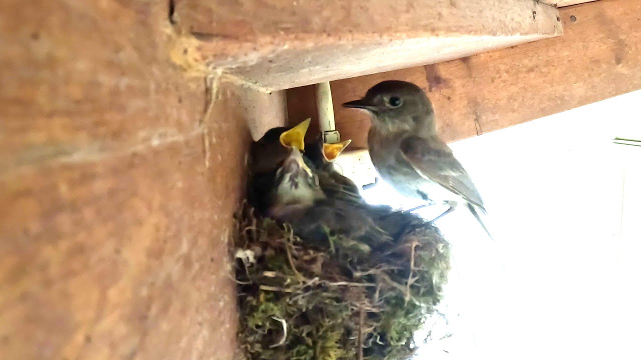 Barn Swallows Feeding Their Young