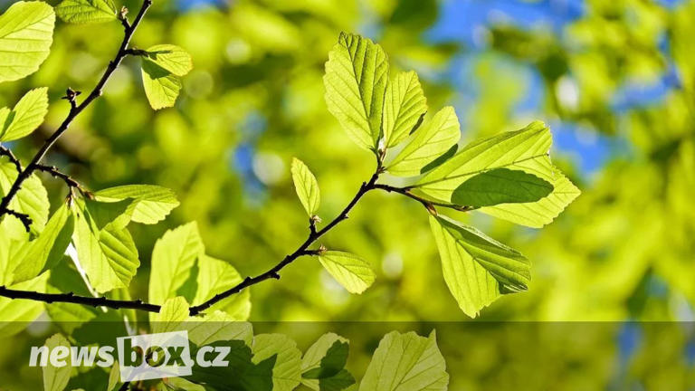 Léto ještě neřeklo poslední slovo, potvrzuje předpověď na příští týden