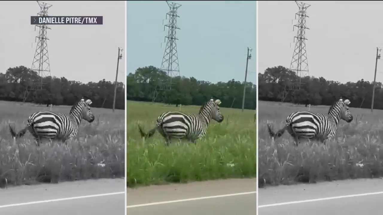 Runaway zebra airlifted to safety