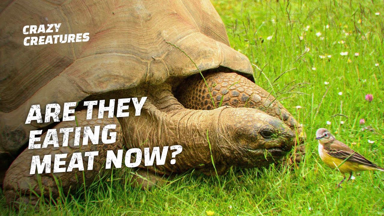 The Bird-Eating Tortoise You Won’t Believe