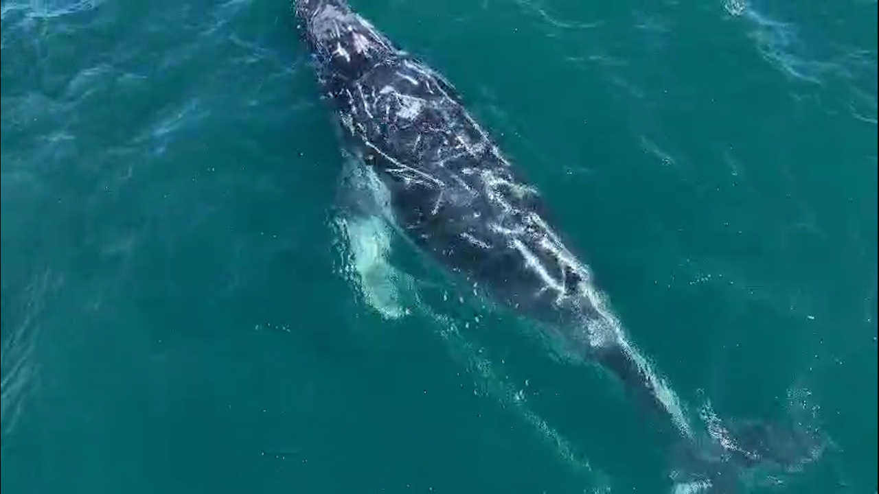 Wildlife rescue teams desperately trying to find tangled humpback whale