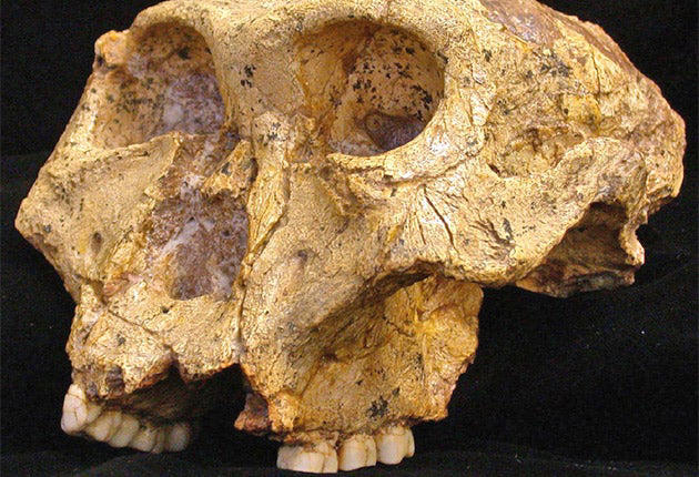 Two-million-year-old teeth transform theory of prehistoric human evolution