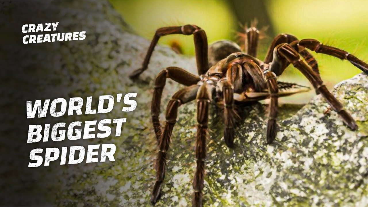 This Is the World's Biggest Spider