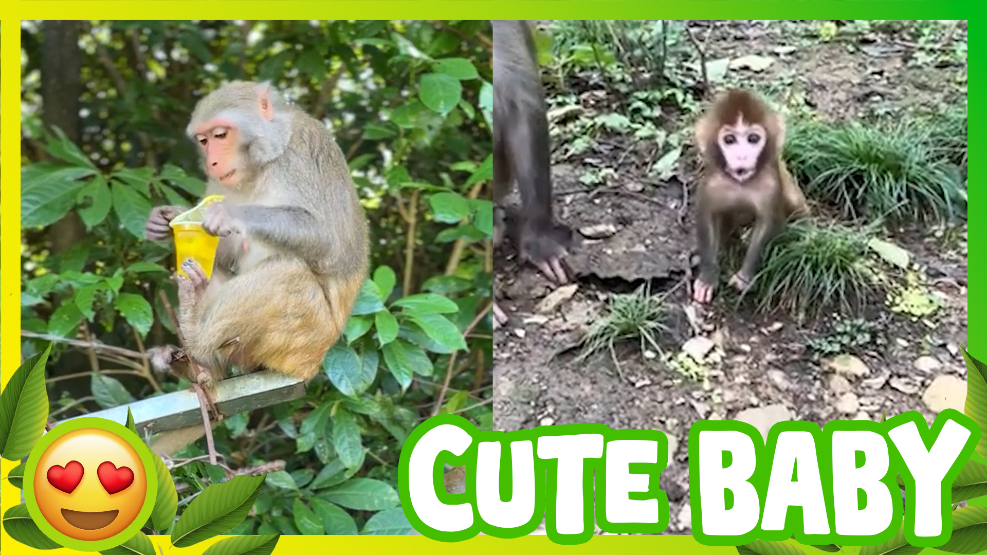 Cute Baby Monkey Moments 🐵👶 | Adorable, Sweet & Funny Jungle Clips