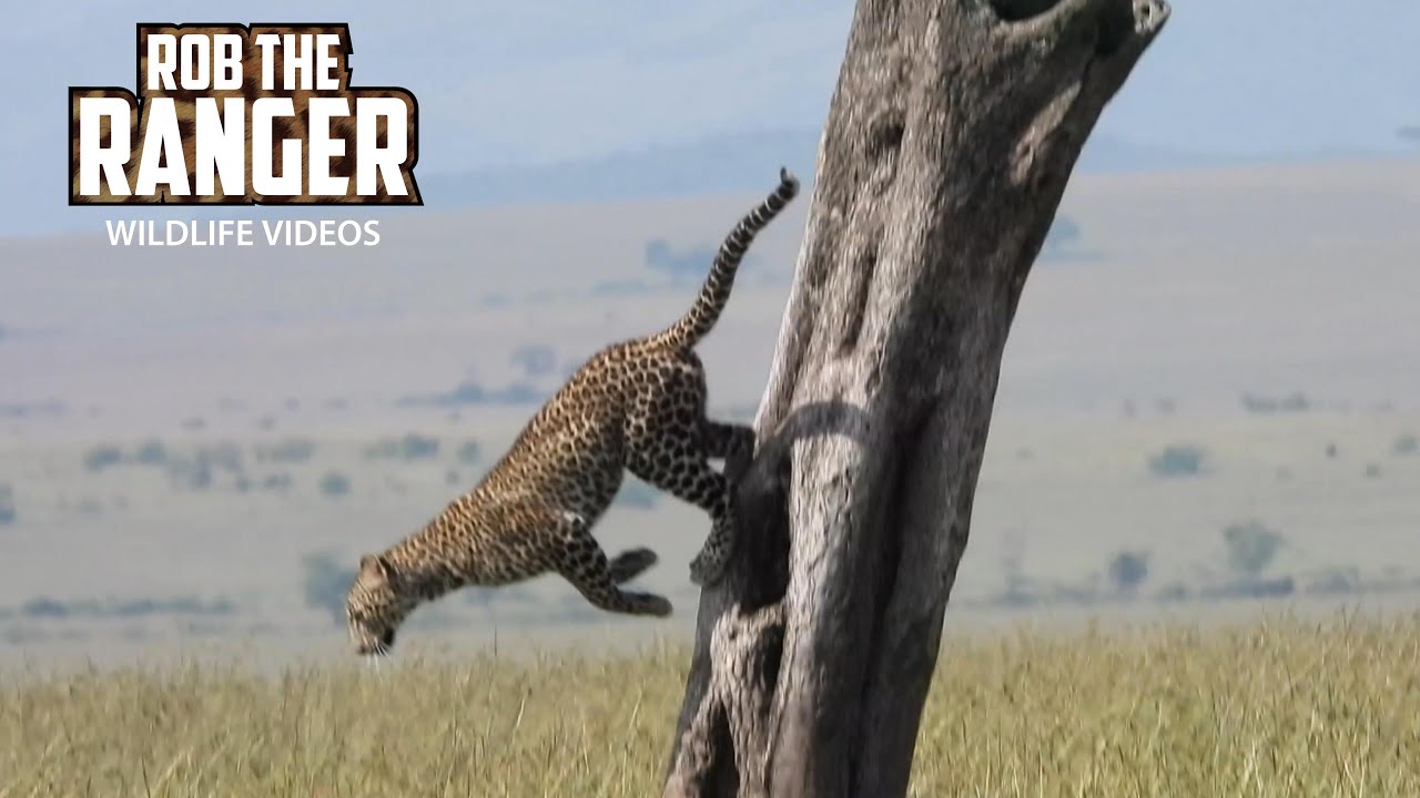 Leopard Strikes a Regal Pose From Tree Perch
