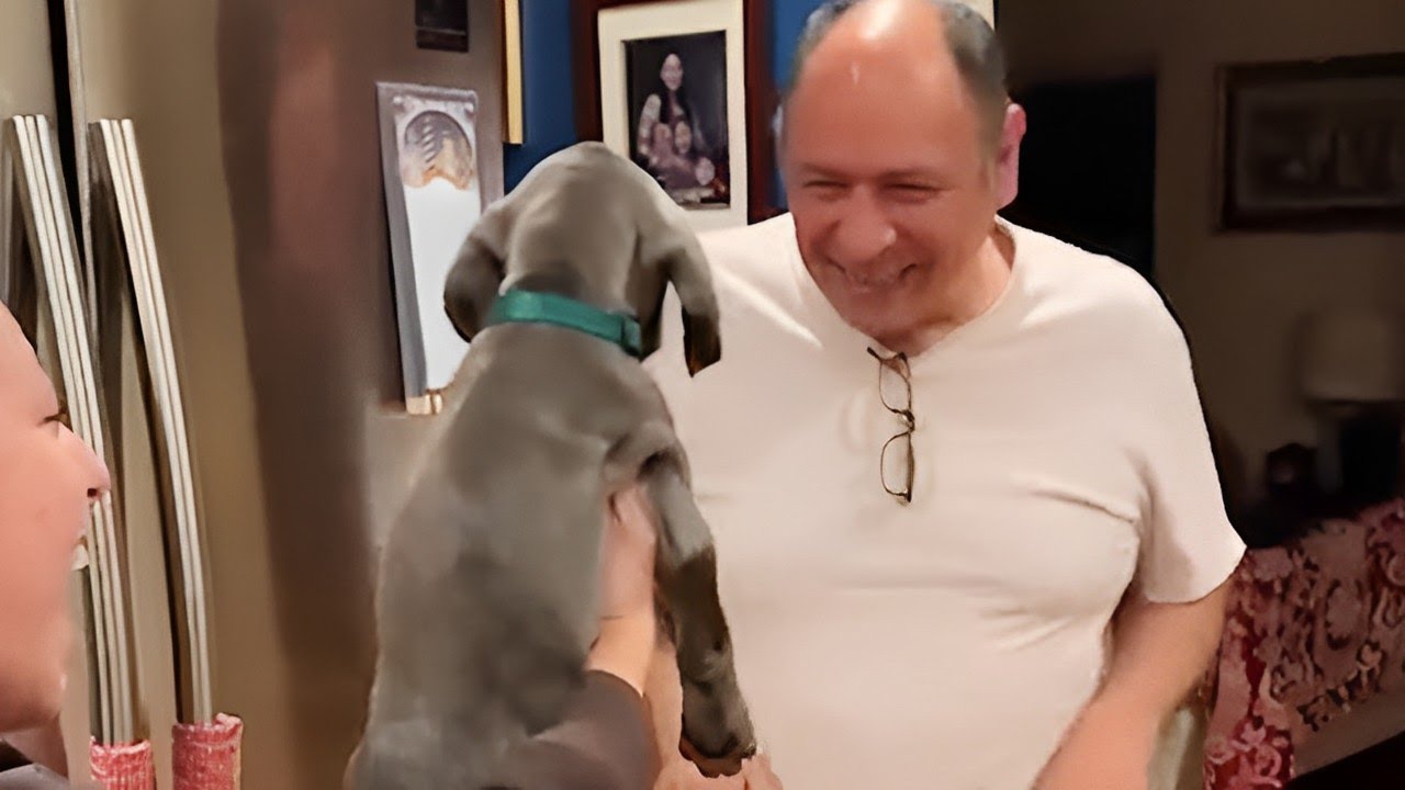 Puppies Look So Precious It S Impossible To Choose Just One