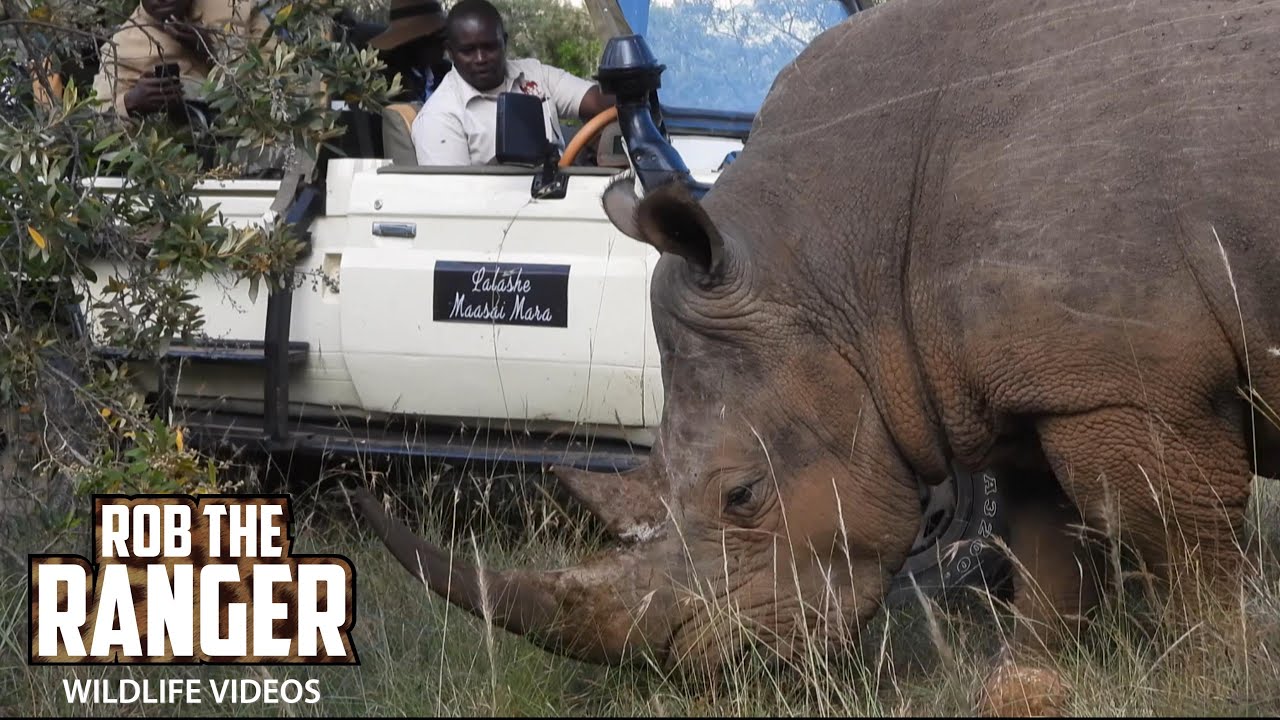Exclusive tour of rhino sanctuary in Lalashe Mara safari