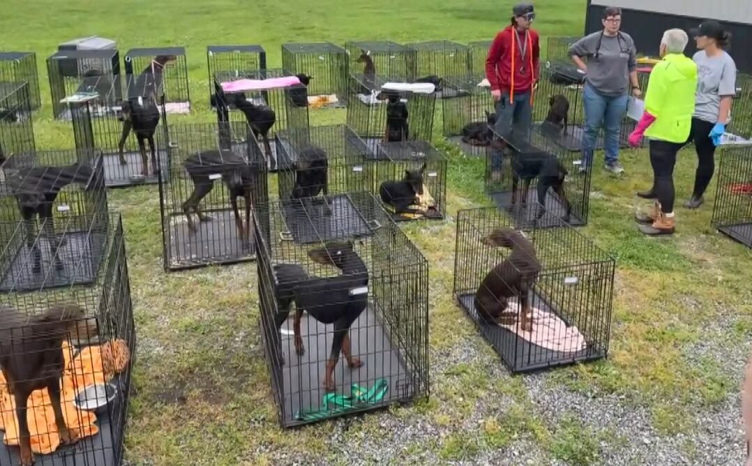 Henry County leaders shed light on what led up to dog owner’s arrest ...