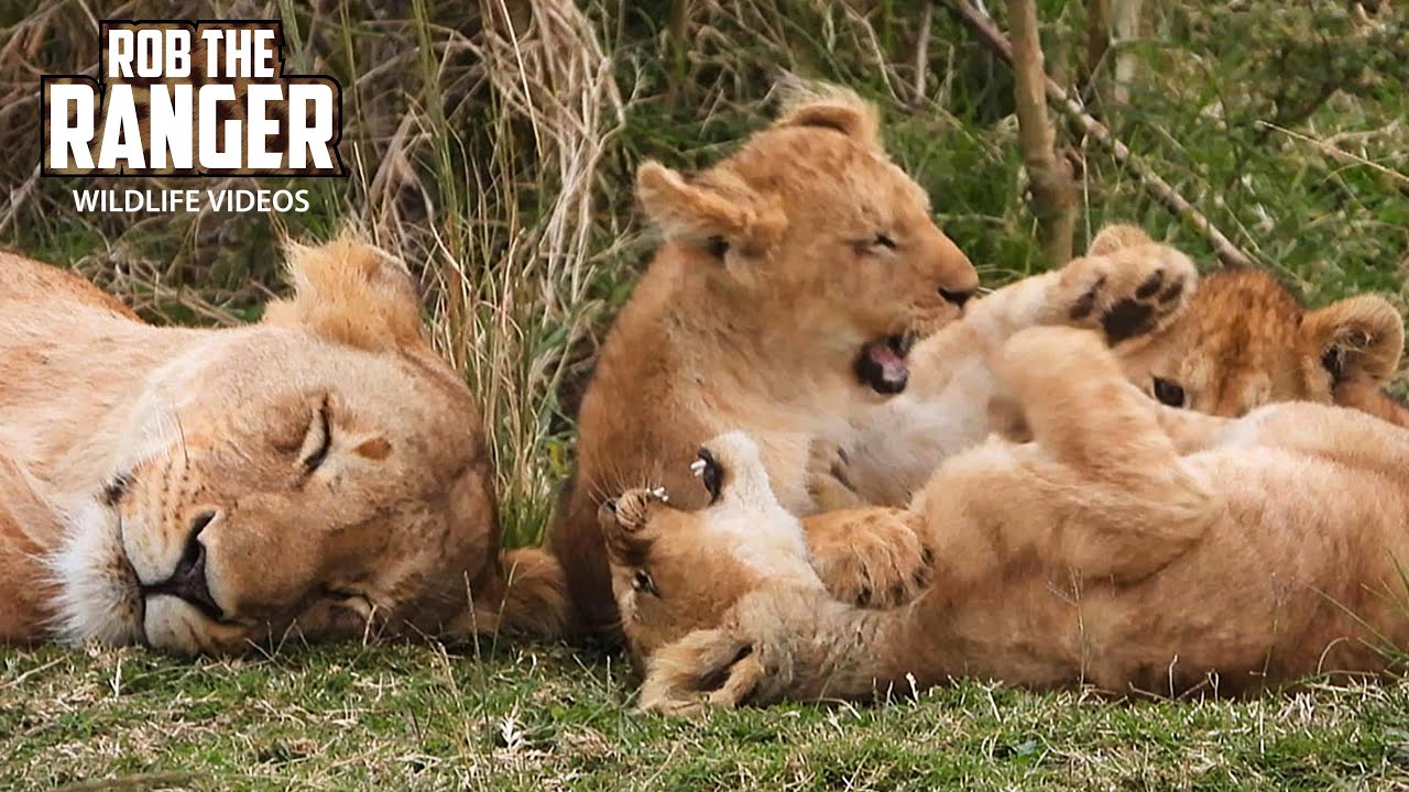 Lion Cubs Play: Marsh Pride Satellite Group Safari Joy