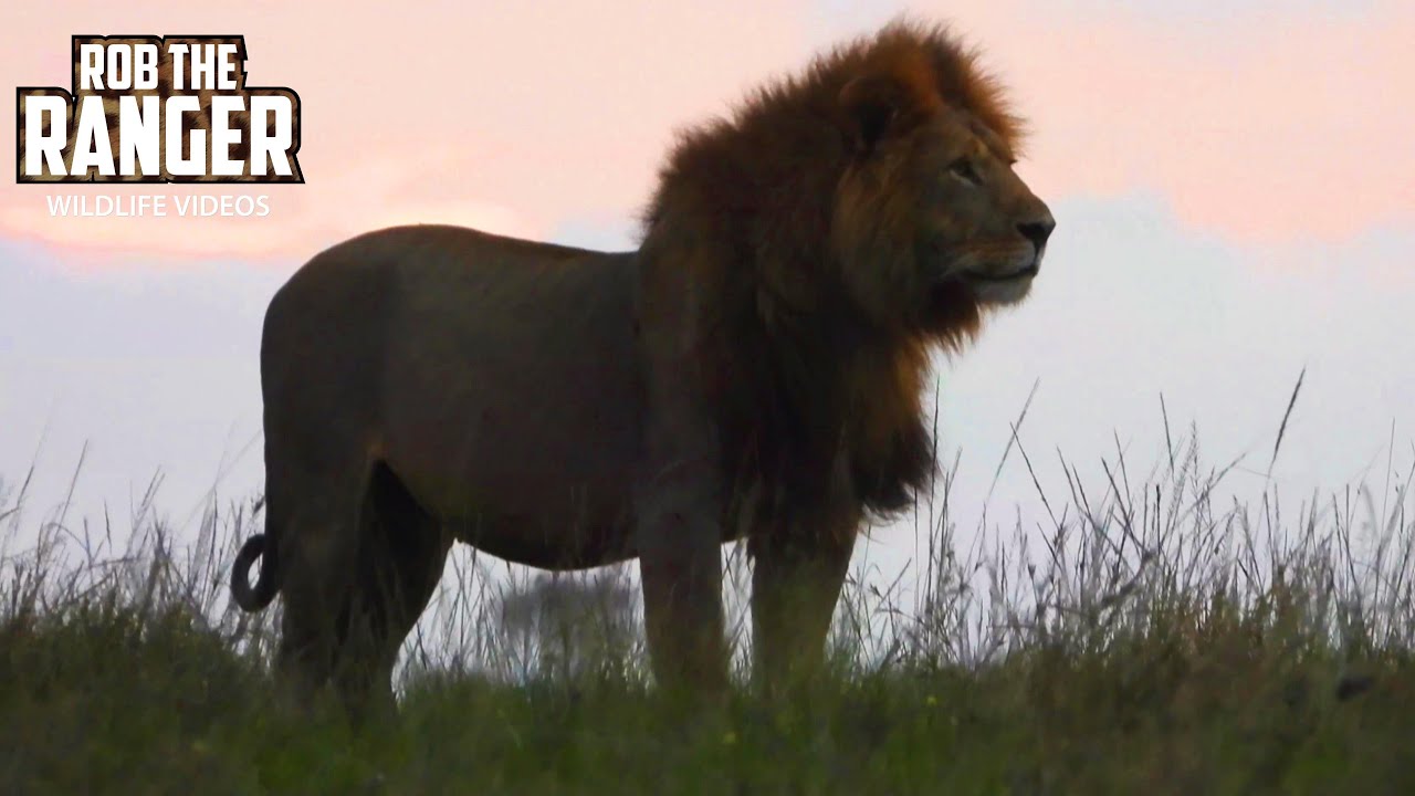 Lions greet dawn with majestic morning roars