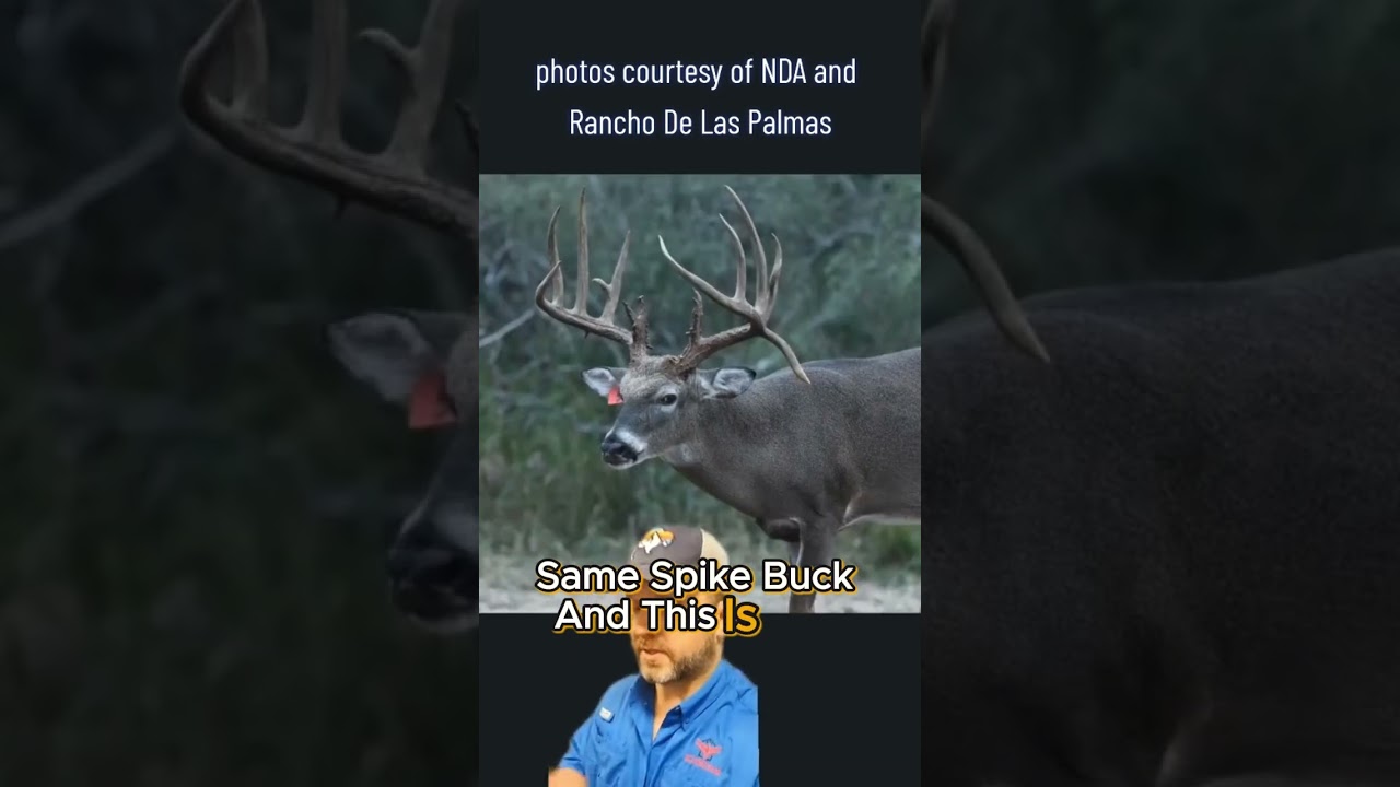 What Are Spike Bucks and Why Do They Matter?