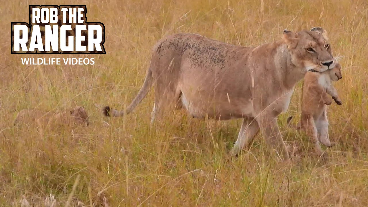 Little lion cubs relocated safely in Lalashe Mara