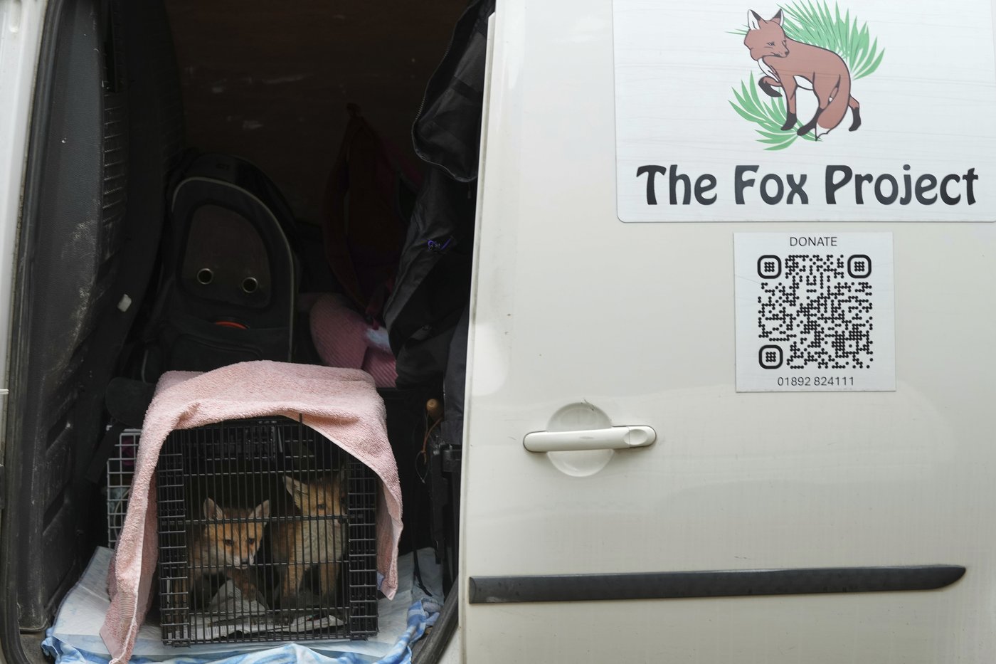 AP PHOTOS: London's red foxes get a lifeline in The Fox Project