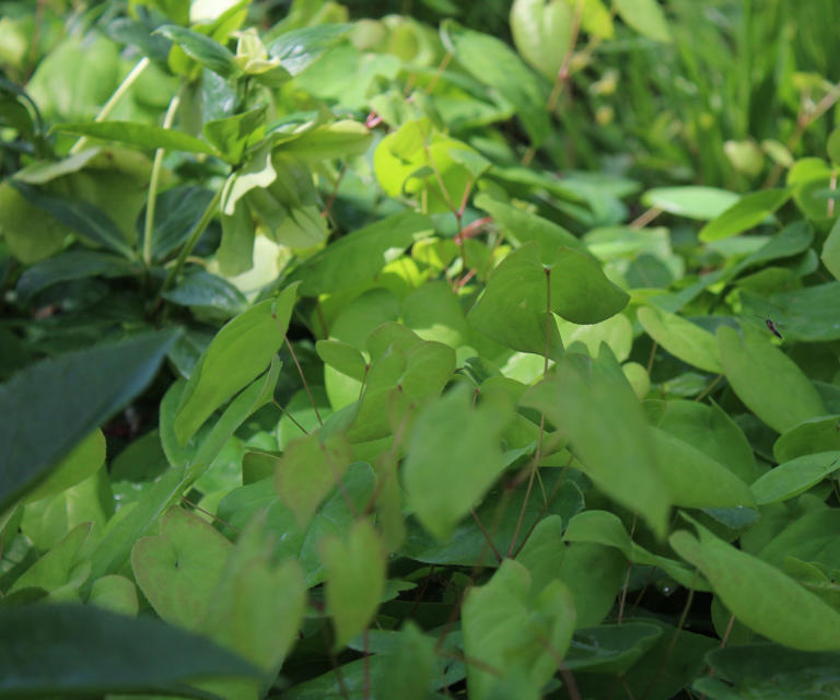 How to grow epimedium – for a pretty and low-maintenance flowering ...