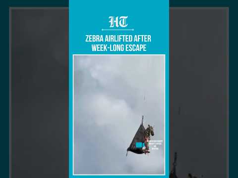 Runaway Zebra Captured and Airlifted to Safety After Week-Long Escape ...