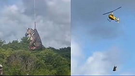 Video: Zebra Airlifted Week After It Escaped From US Owner, Went ...