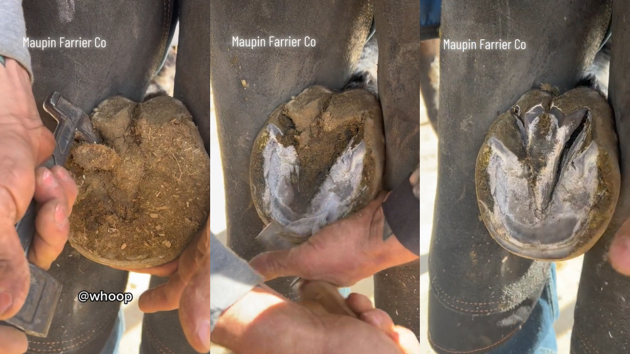 Farrier at Work: Tools, Technique, and Hoof Care