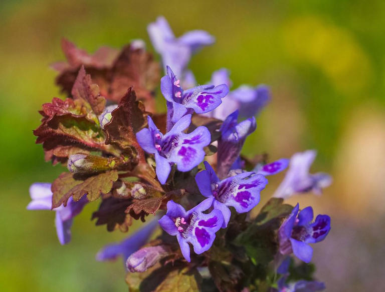 Fascinante nature : la nature dans l'assiette