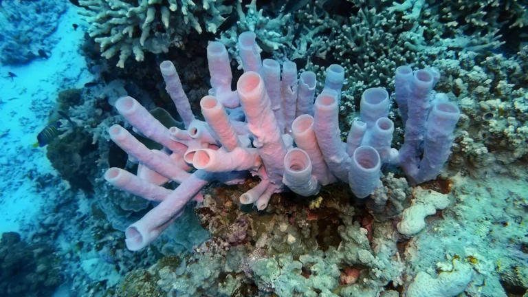 5 smart sea animals that do not have a brain!