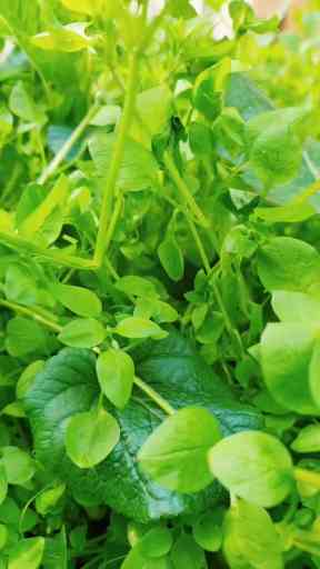 Exploring Plant Cells Under the Microscope: A Detailed Look at ...