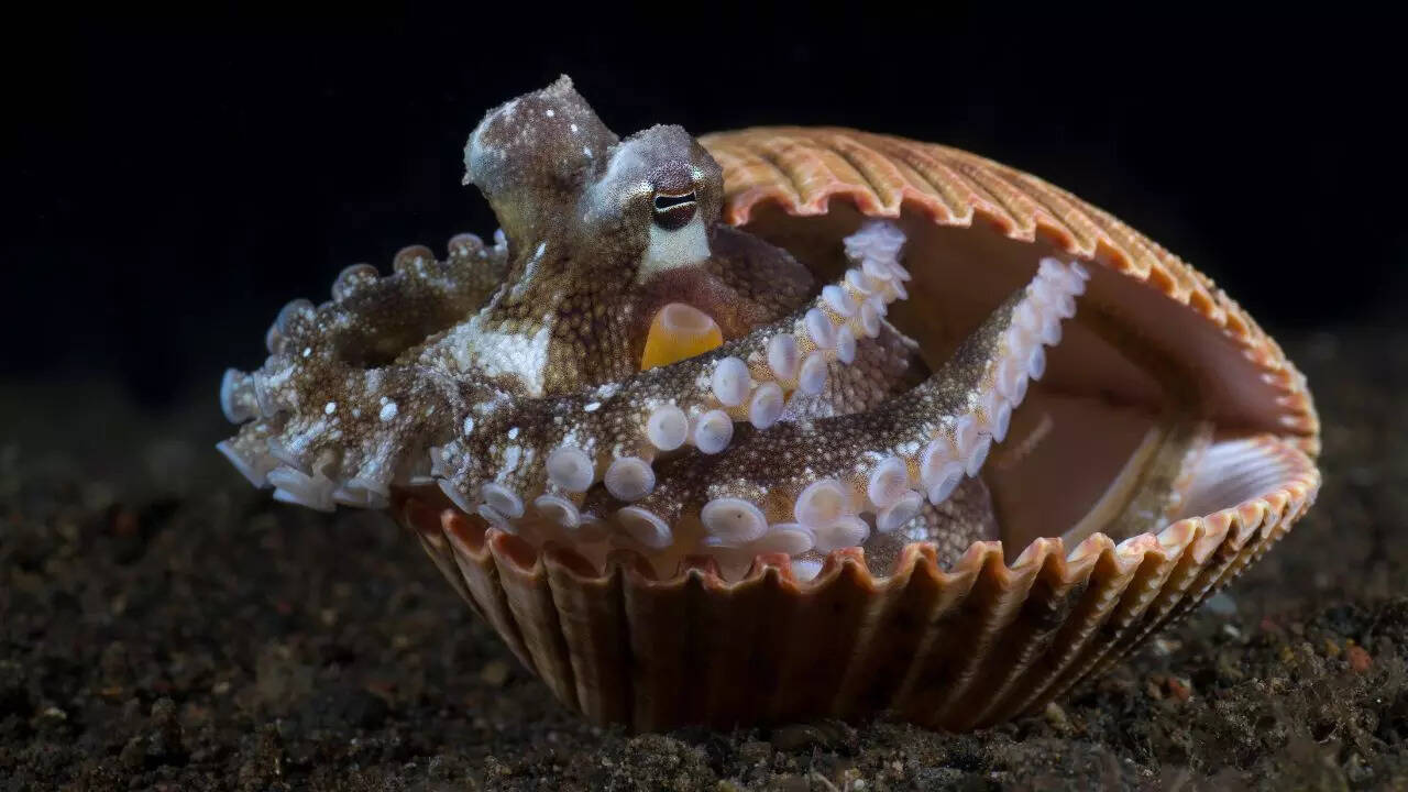 5 smart sea animals that do not have a brain!