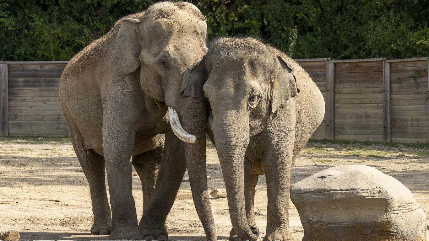 Historic elephant births expected at Columbus Zoo