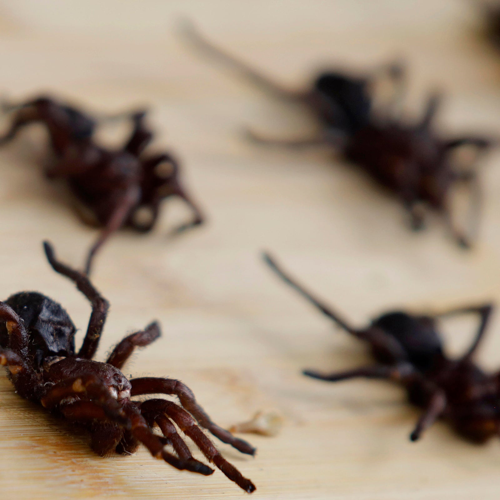 Smuggler stopped with tarantulas, possums, lizards, authorities say