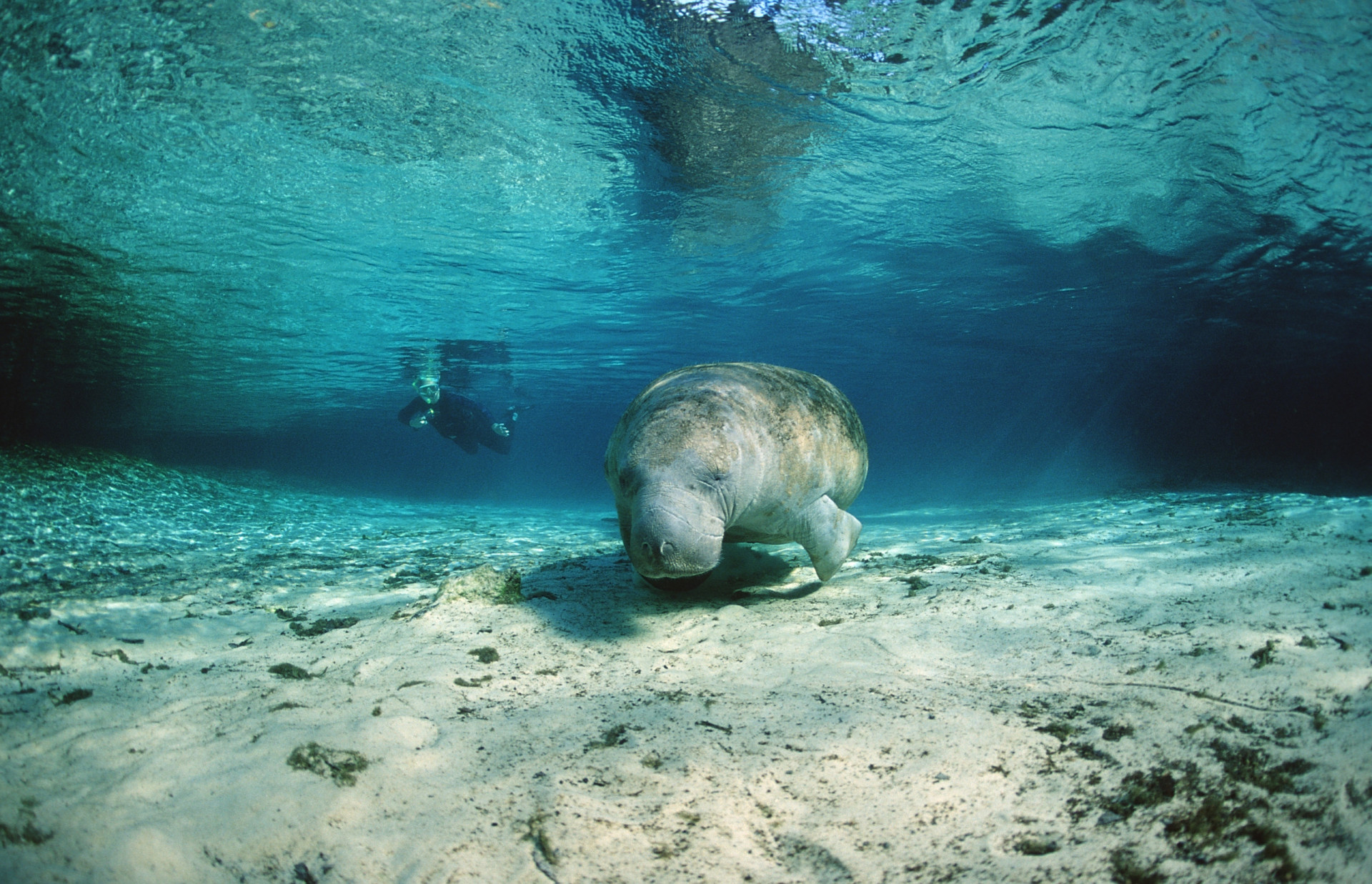 The real animals behind mythical creatures