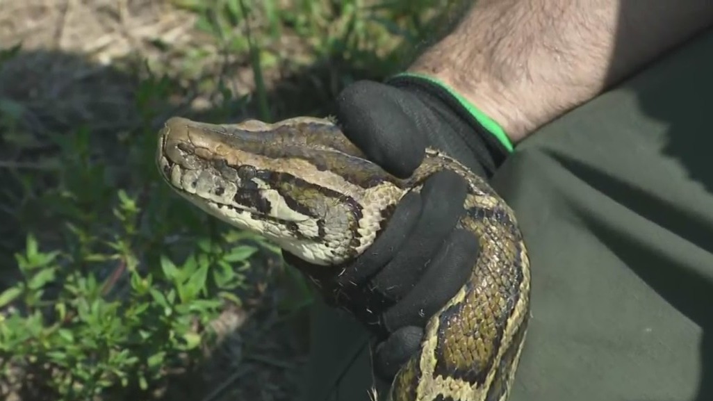 Group removes more than 6 thousand pounds of pythons from western ...