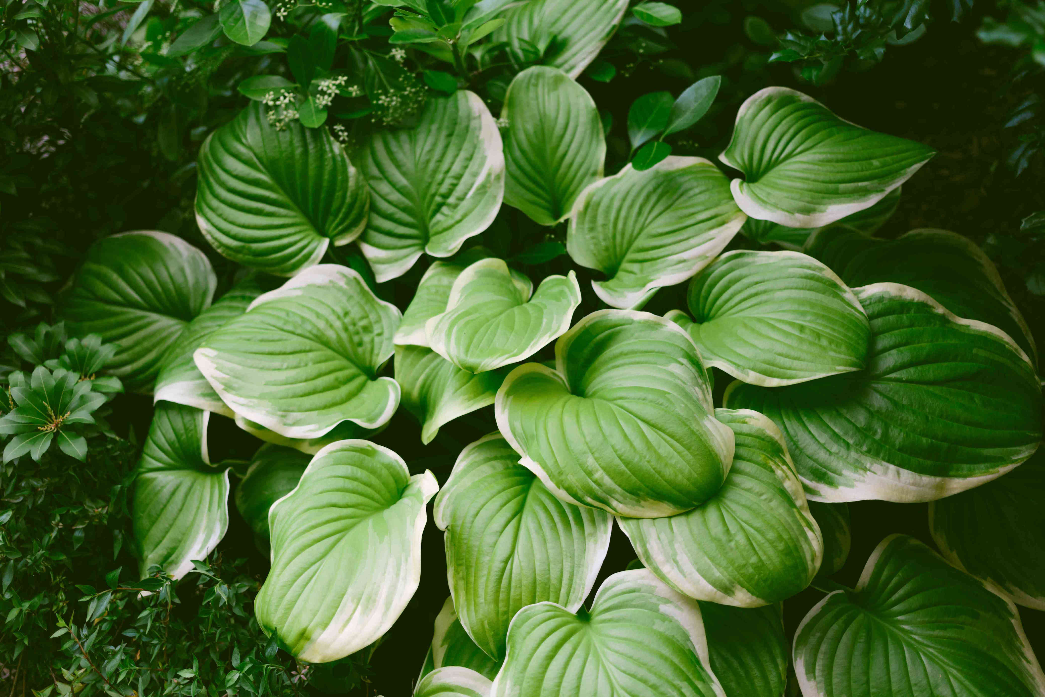 How to Grow Hostas So They Flourish and Thrive, According to Gardening ...