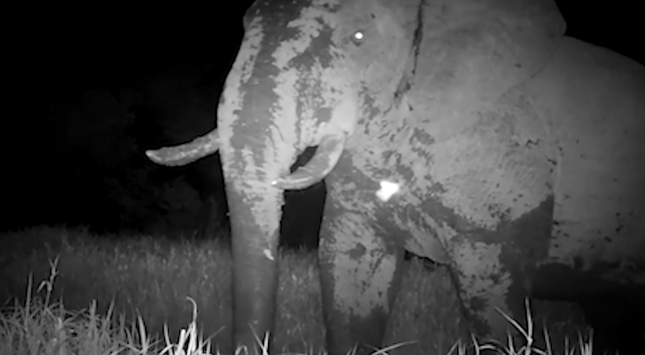 Rare 'Ghost Elephant' Caught On Camera For First Time In 5 Years