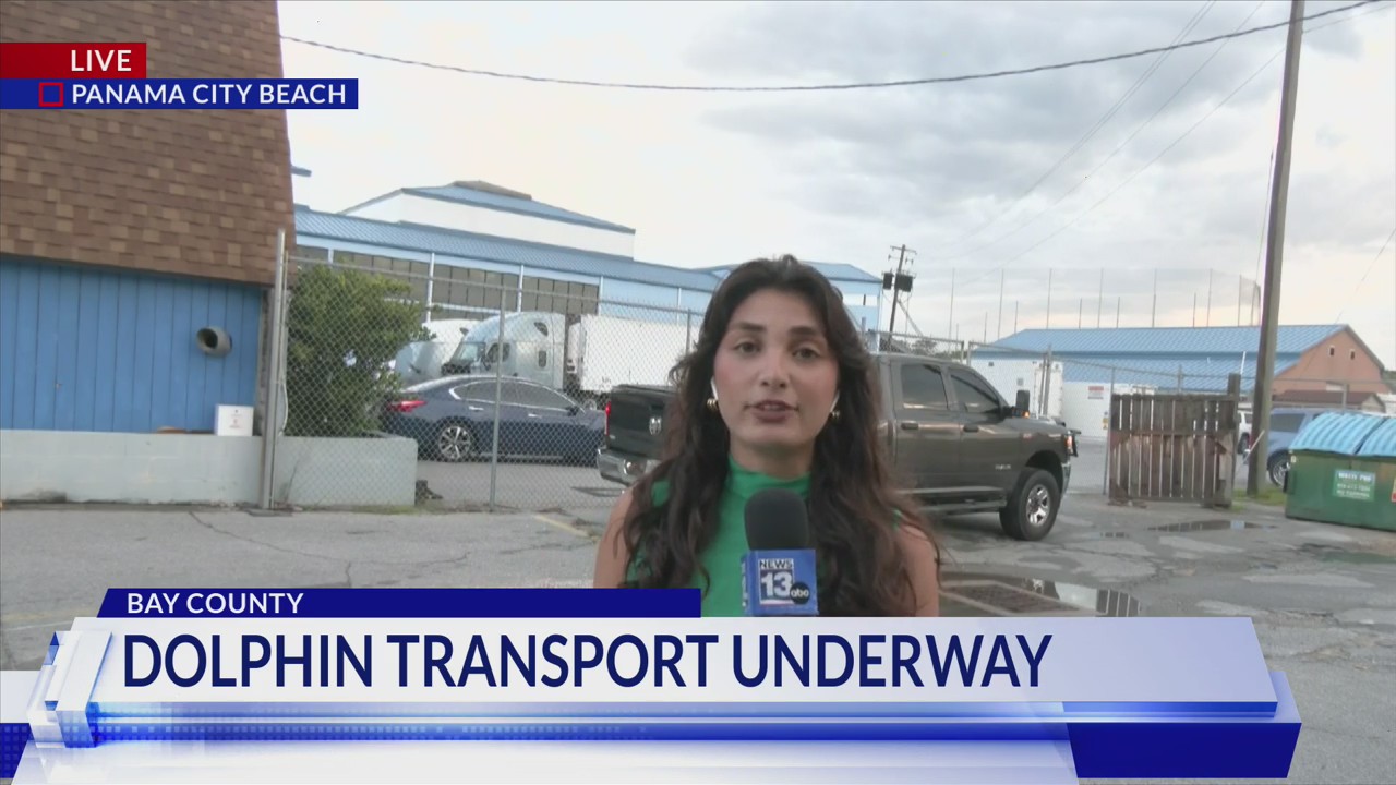 Dolphin transport underway at Gulf World