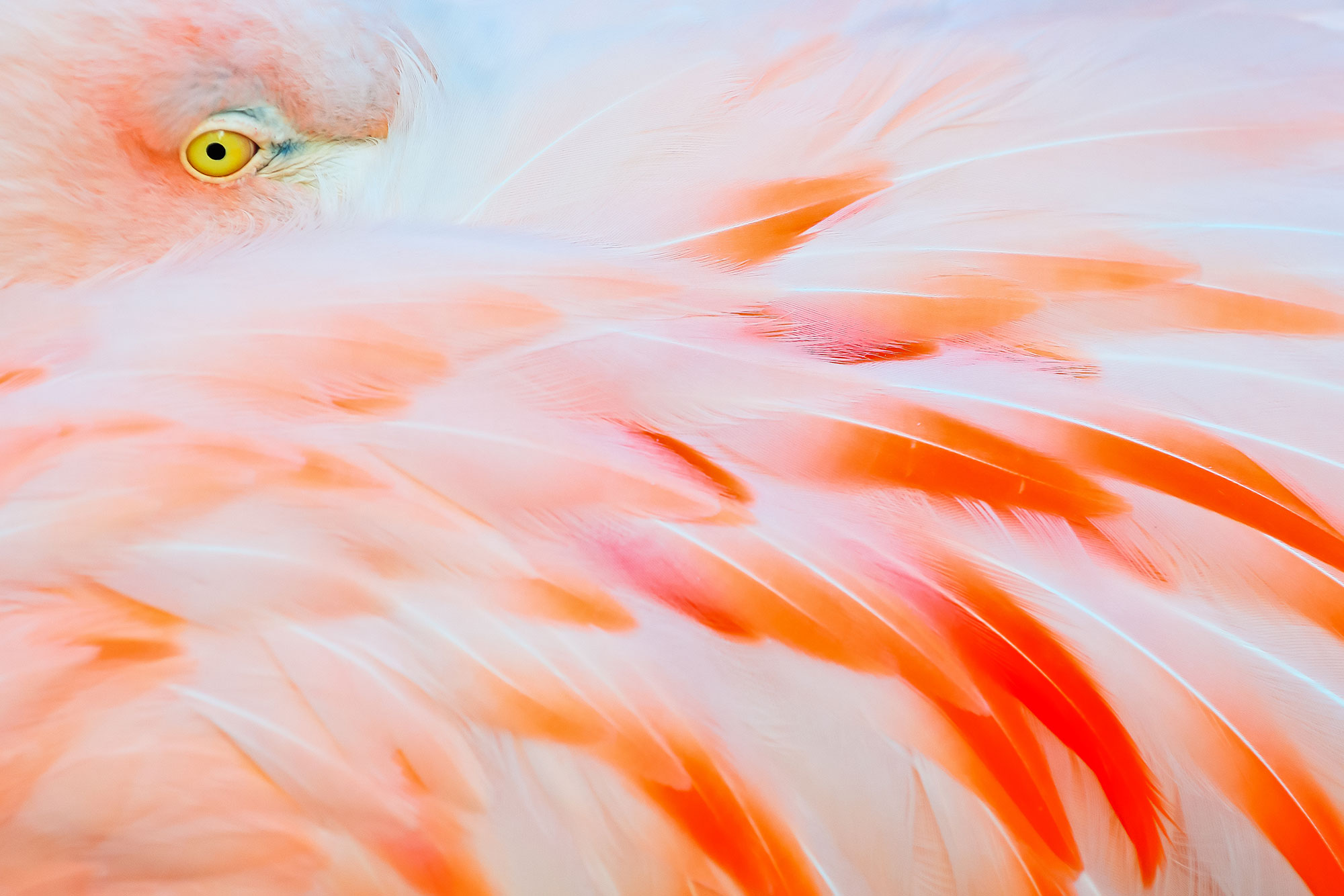 Engineers Are Racing to Harness the Dazzling Magic of Feathers. They ...