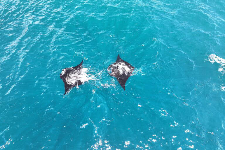 Indonesia halts most nickel mining in Raja Ampat, but allows one ...