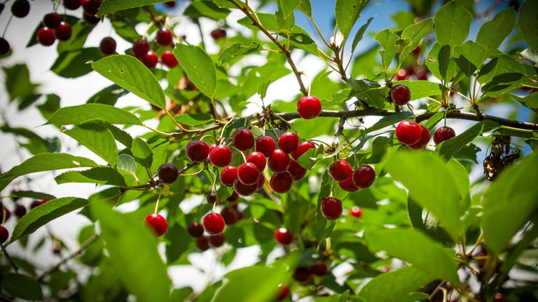 The Varieties Of Cherry Trees That You Should Try Growing In A Colder ...