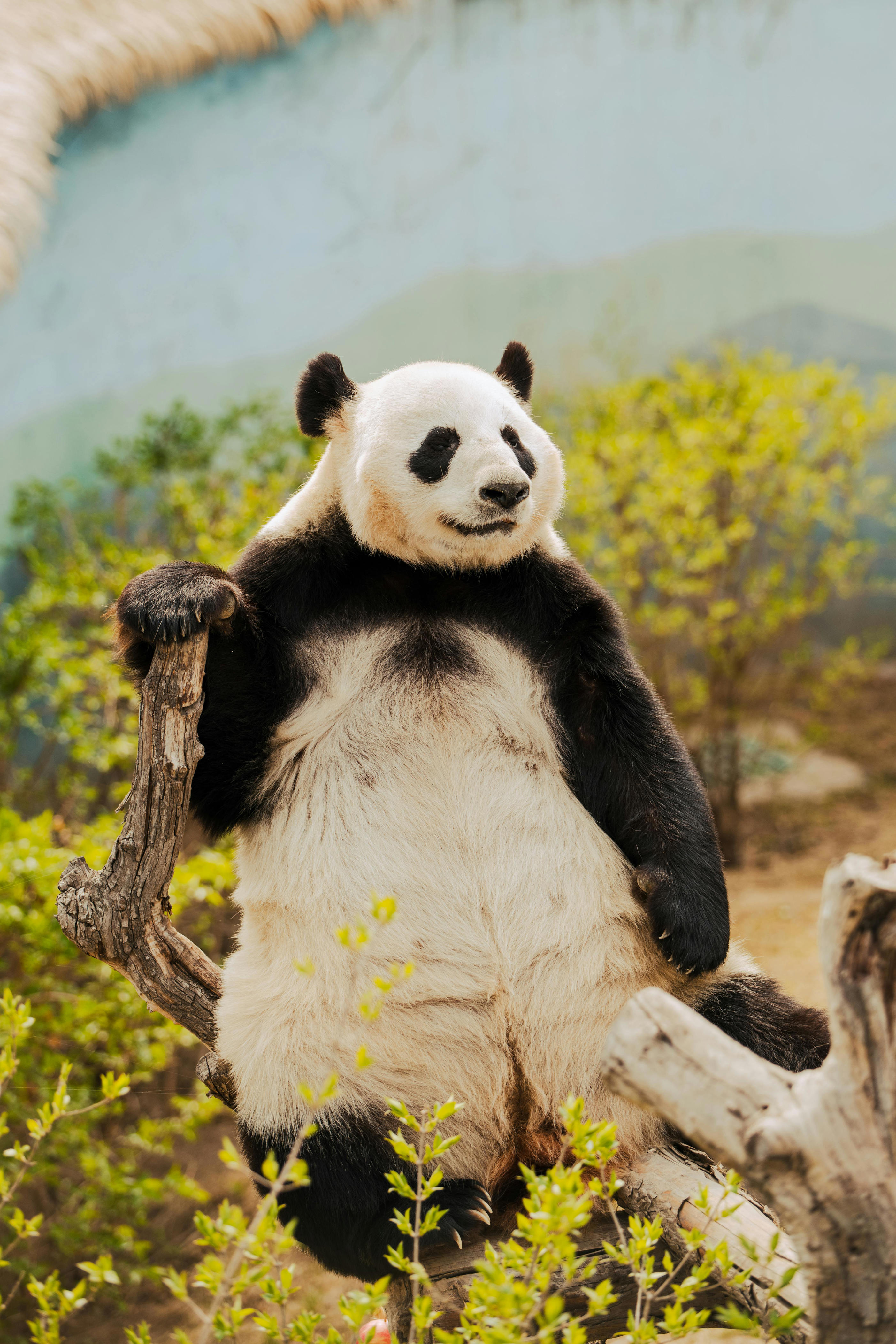 5 animals that use tools like humans