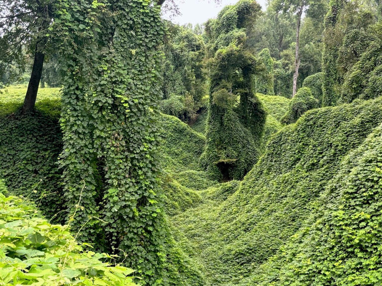 How to fight kudzu, fire ants and other invasive species in your yard