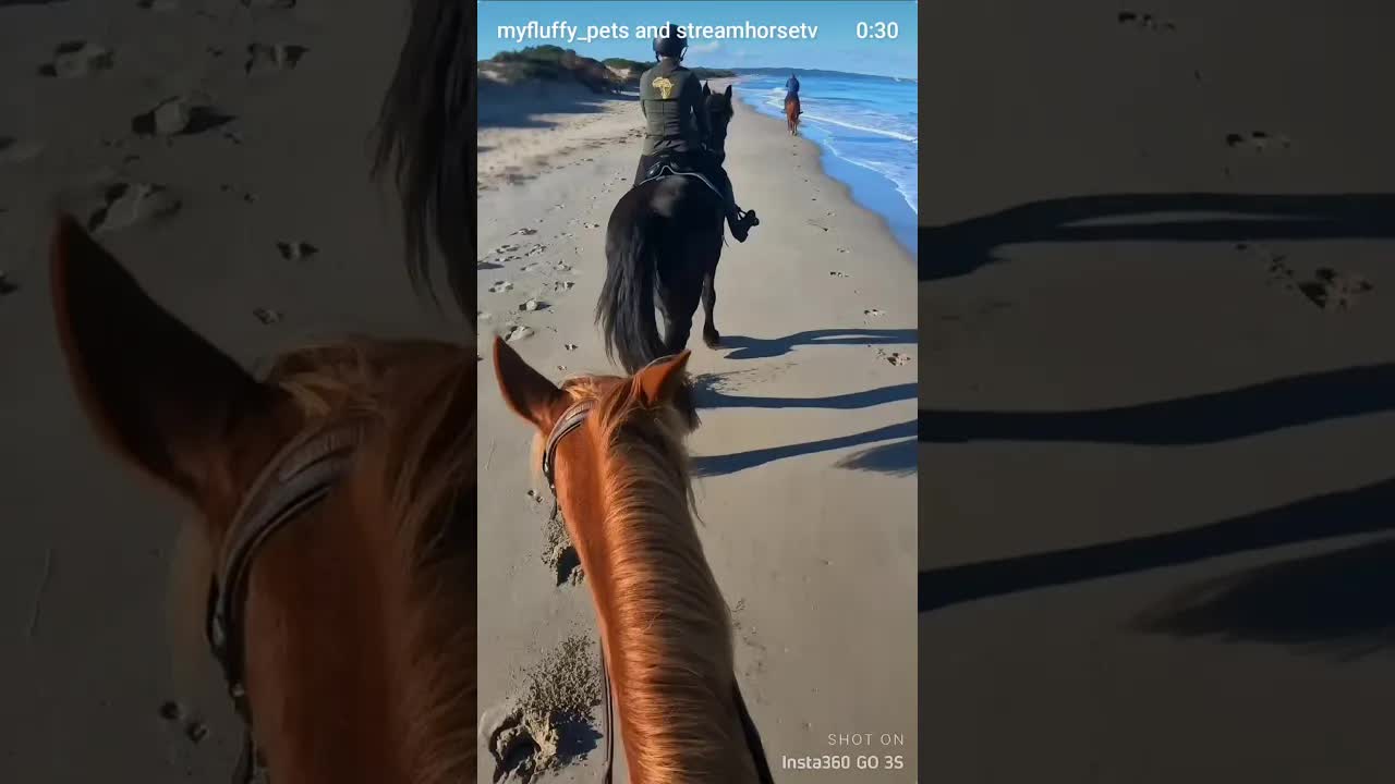streamhorse: friesian horses beach ride in sardegna