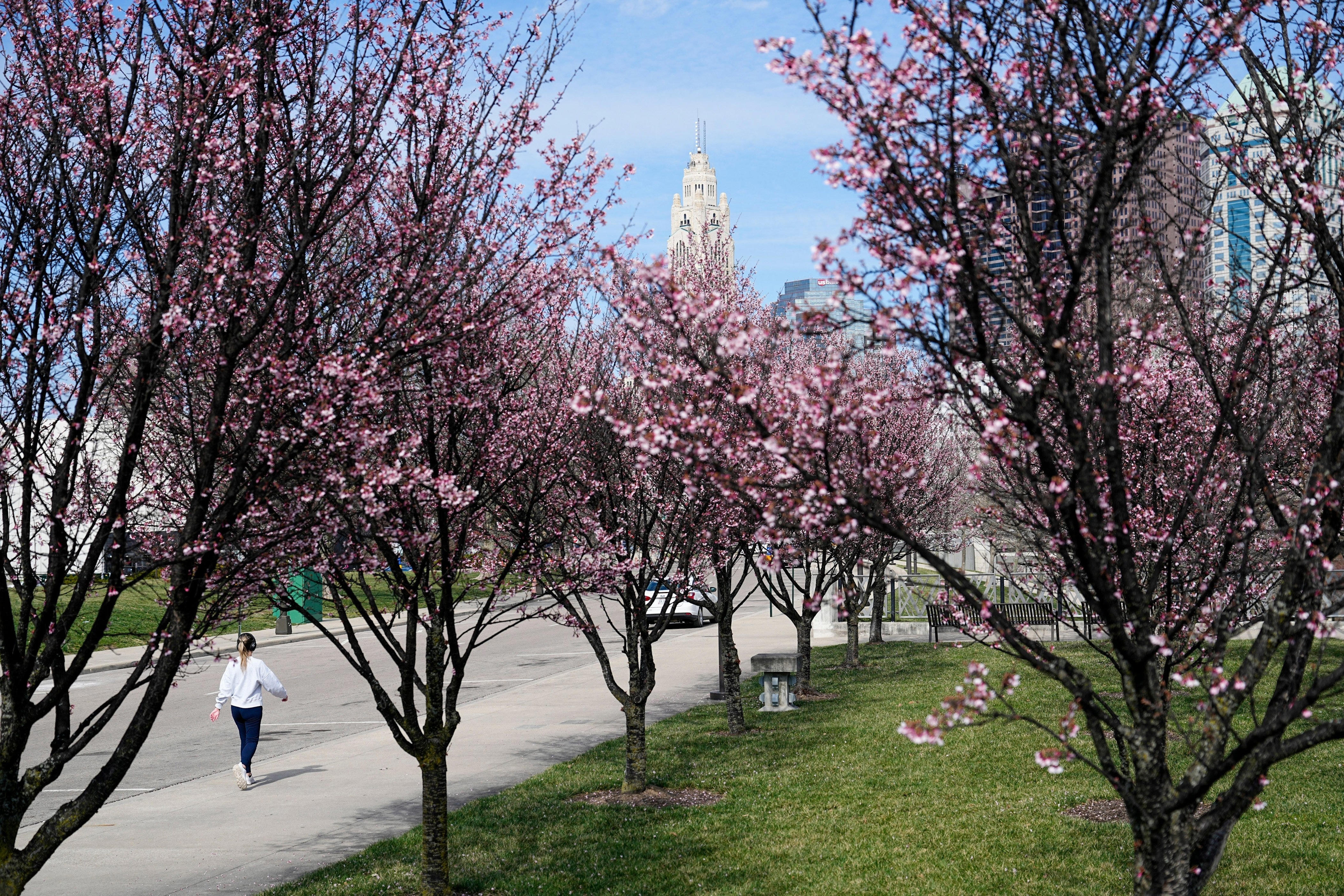 Fruit trees can be challenging to grow. How to make sure they are ...