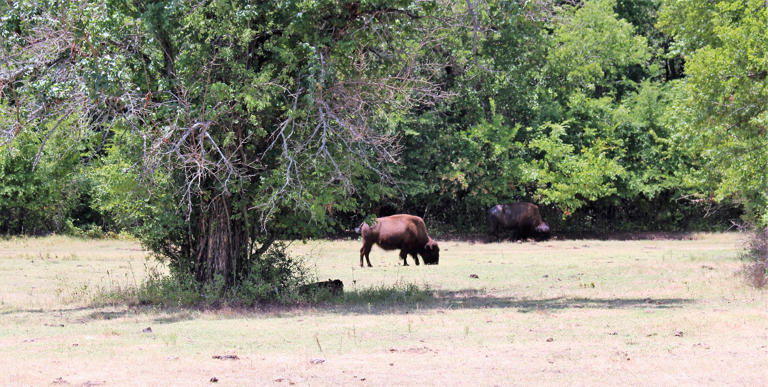 Chasing waterfalls? Here are 4 picturesque Oklahoma spots to visit this ...